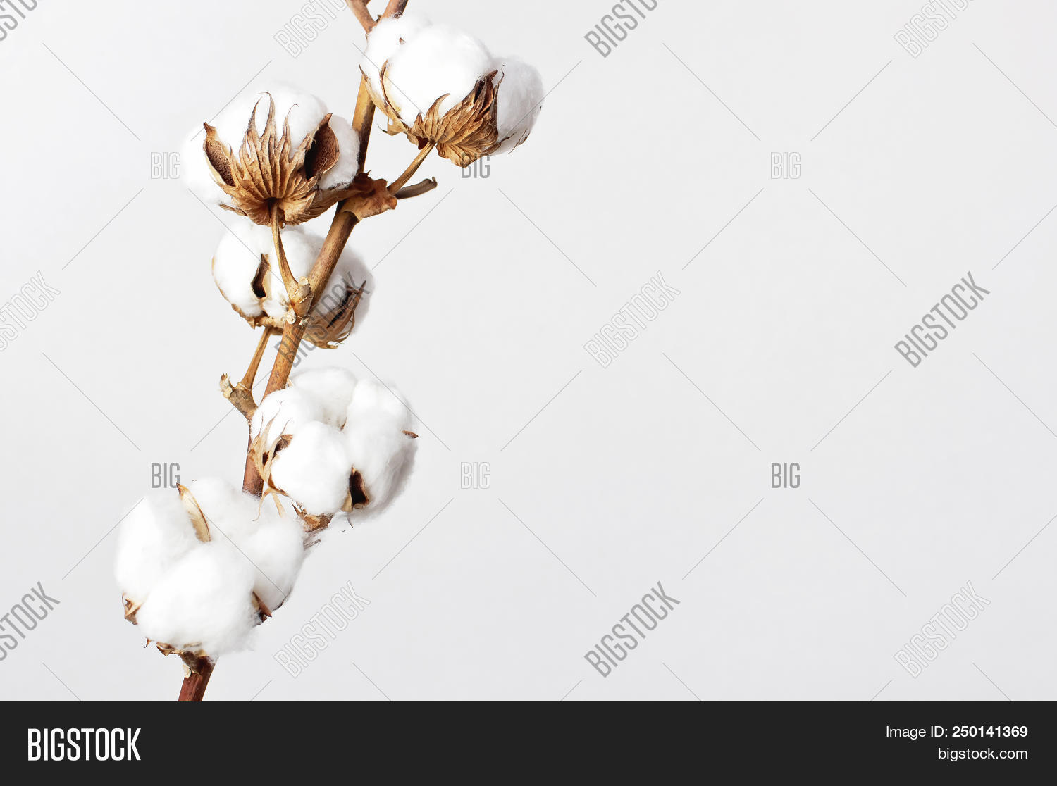Cotton Branch On White Image & Photo (Free Trial) | Bigstock