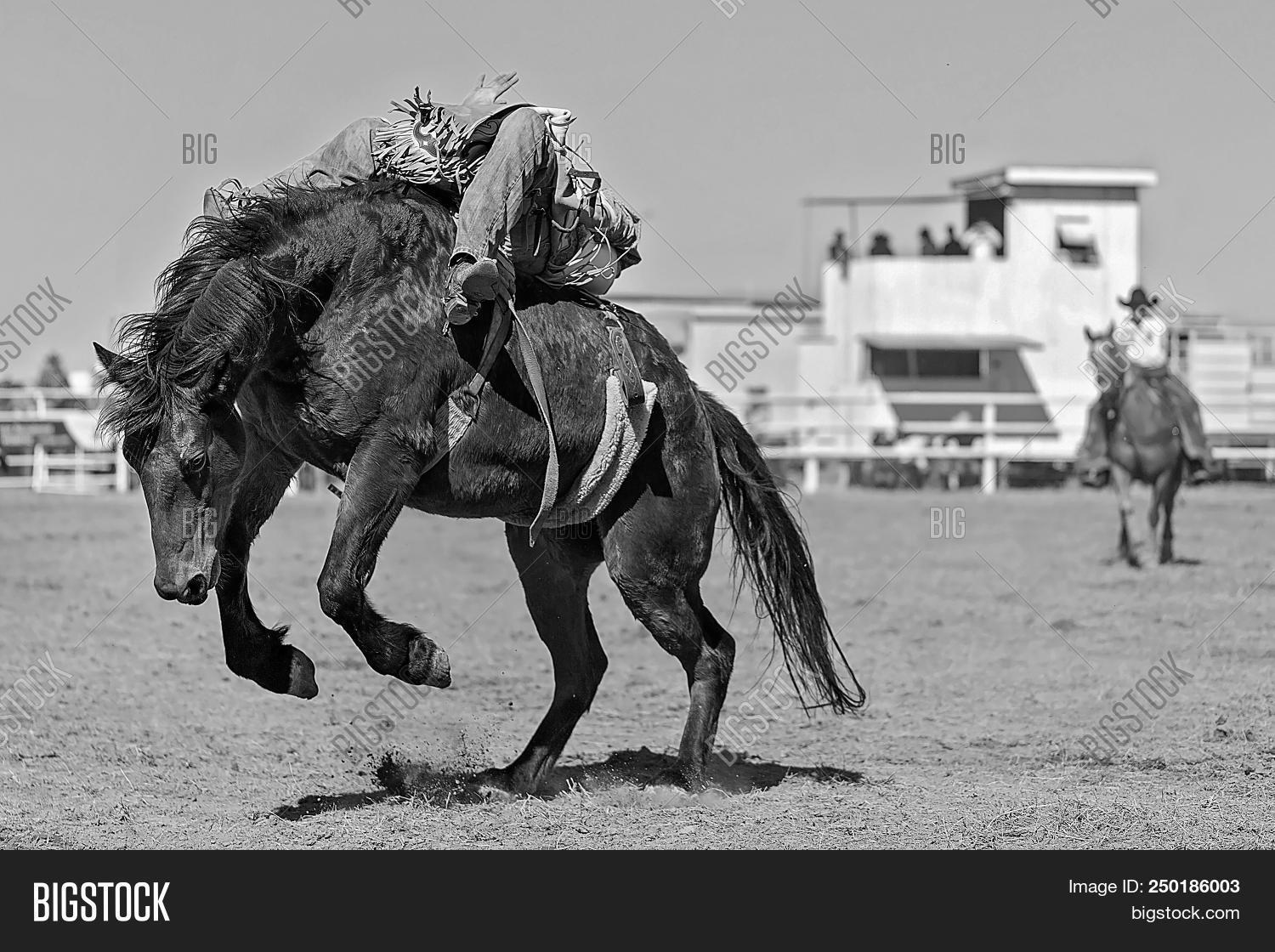 Cowboy Riding Bucking Image & Photo (Free Trial) | Bigstock