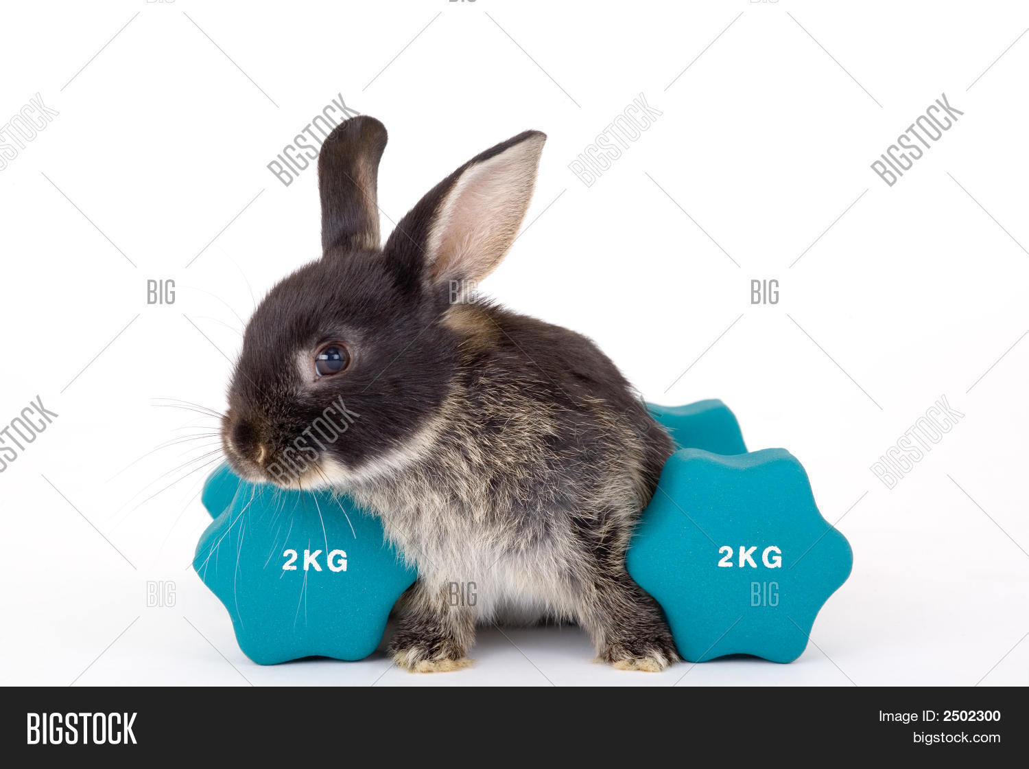 Black Bunny Weight Image & Photo (Free Trial) | Bigstock