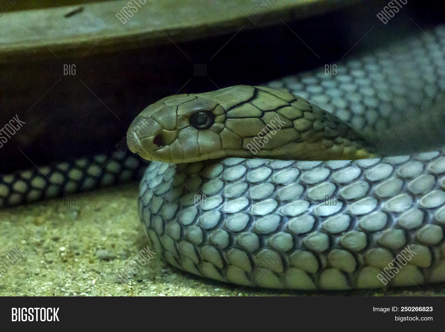 Eyes King Cobra Image & Photo (Free Trial) | Bigstock