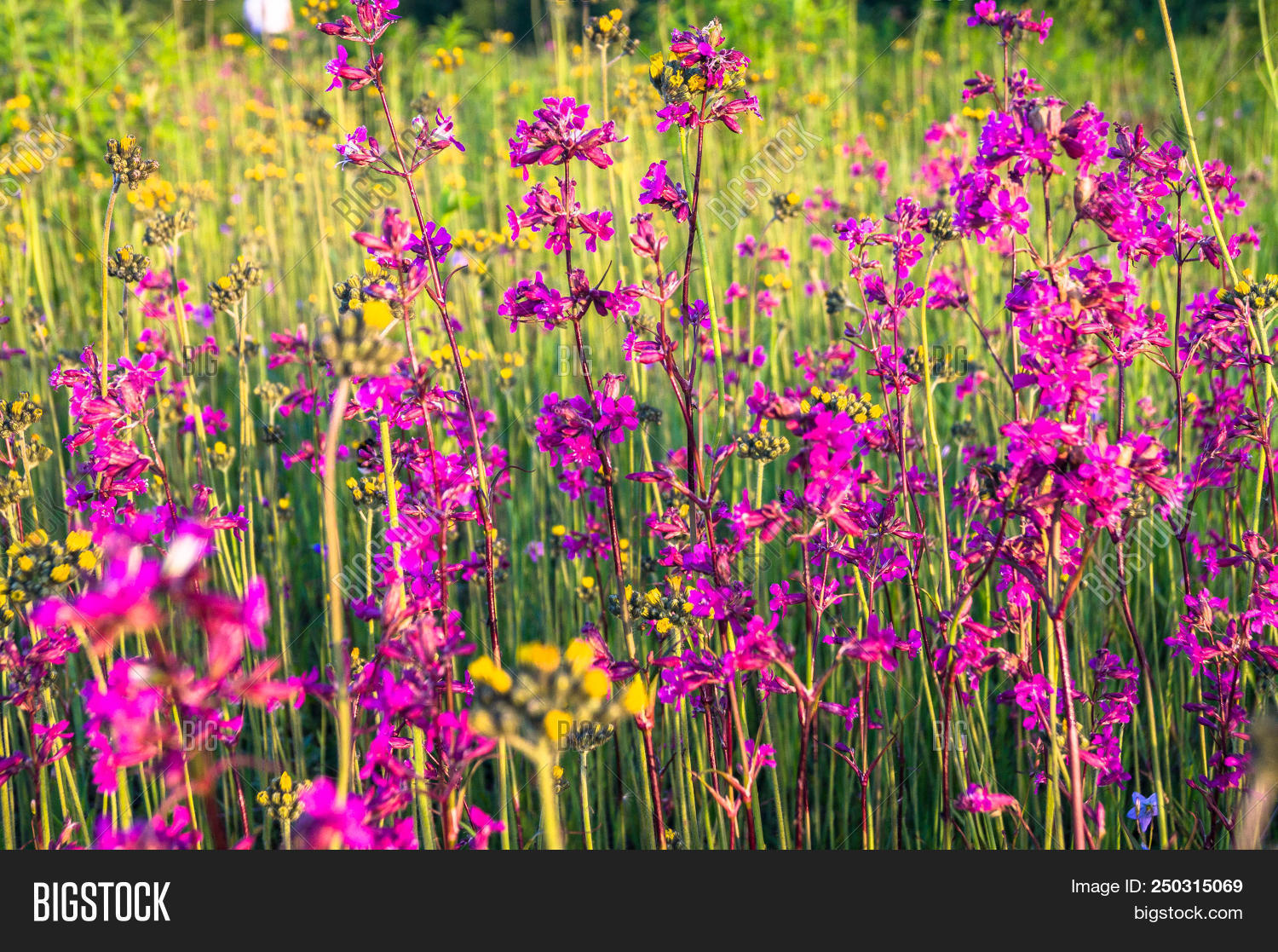 Summer Meadow Bright Image & Photo (Free Trial) | Bigstock