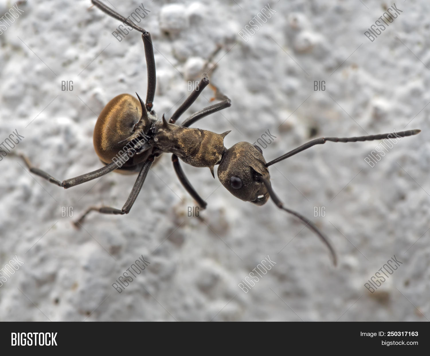 Macro Photography Image & Photo (Free Trial) | Bigstock