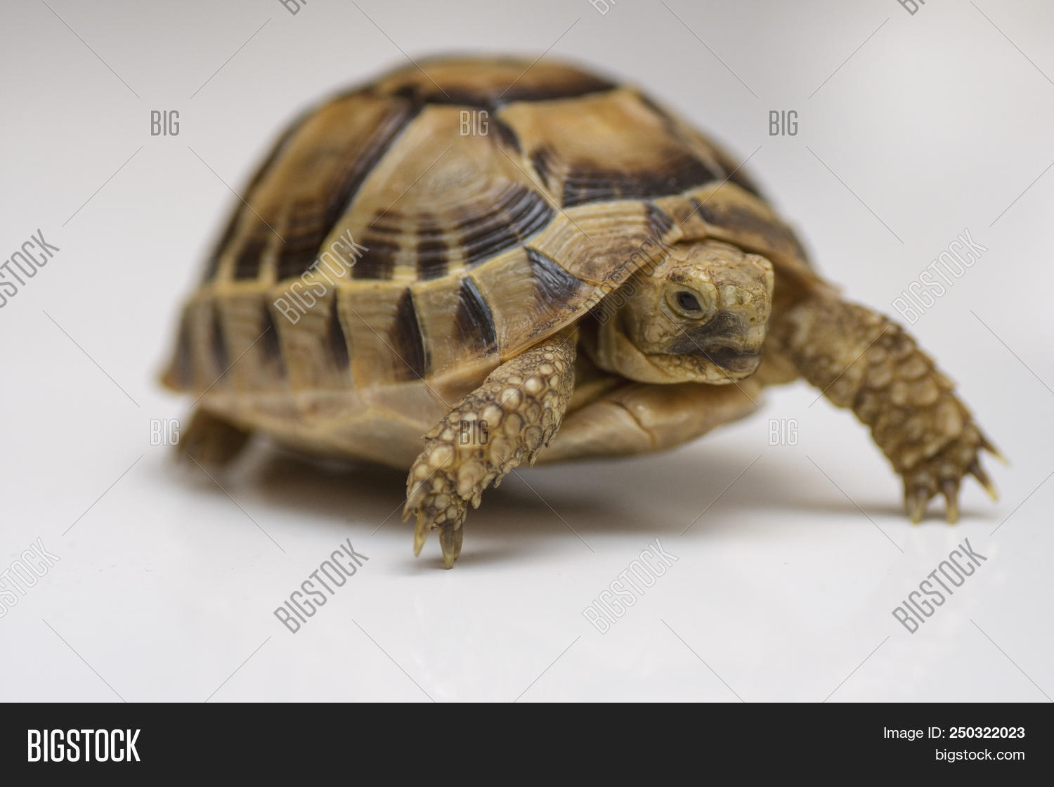 Baby Turtle. Little Image & Photo (Free Trial) | Bigstock