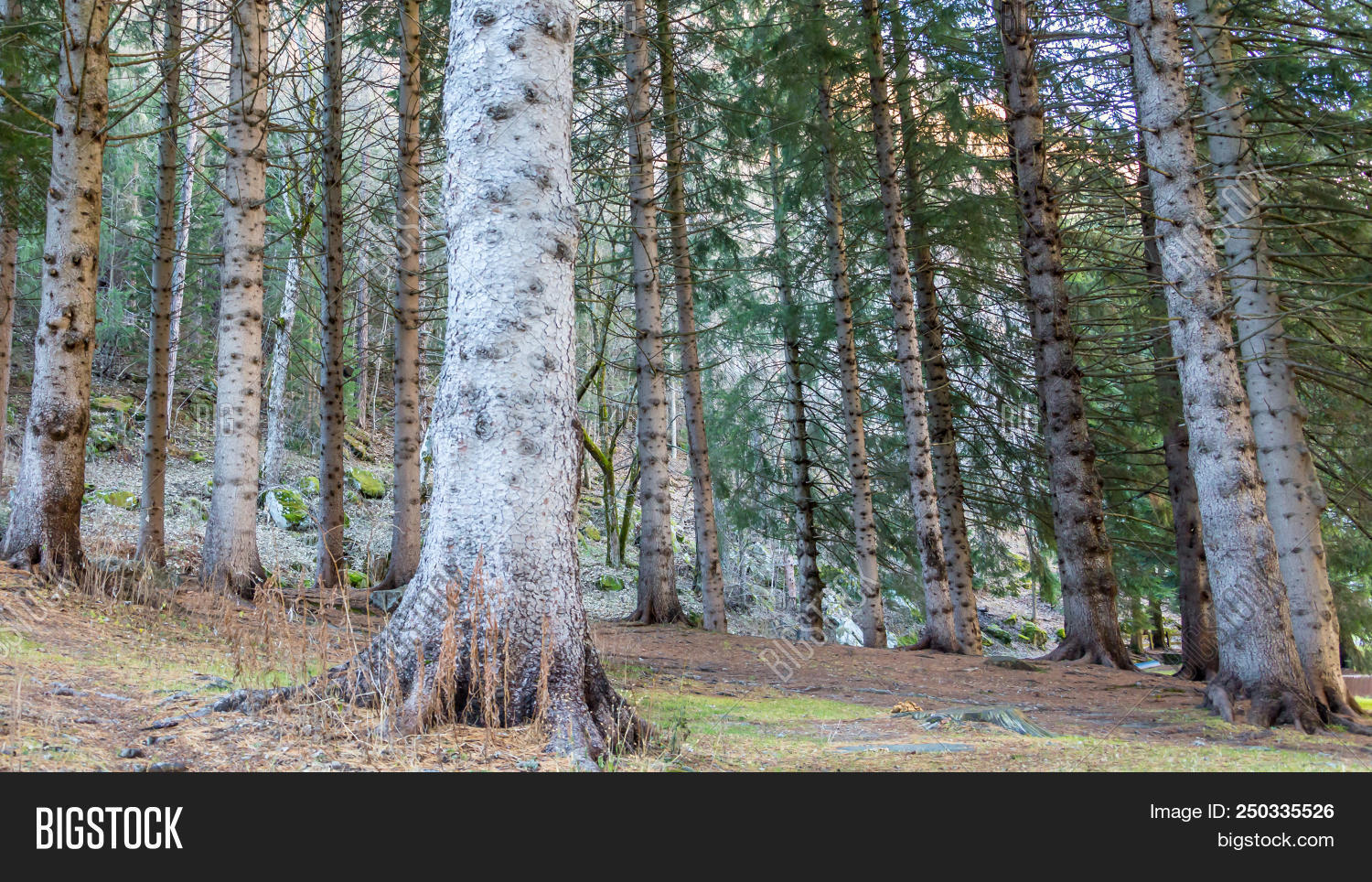 Woodland Alpine Valley Image & Photo (Free Trial) | Bigstock