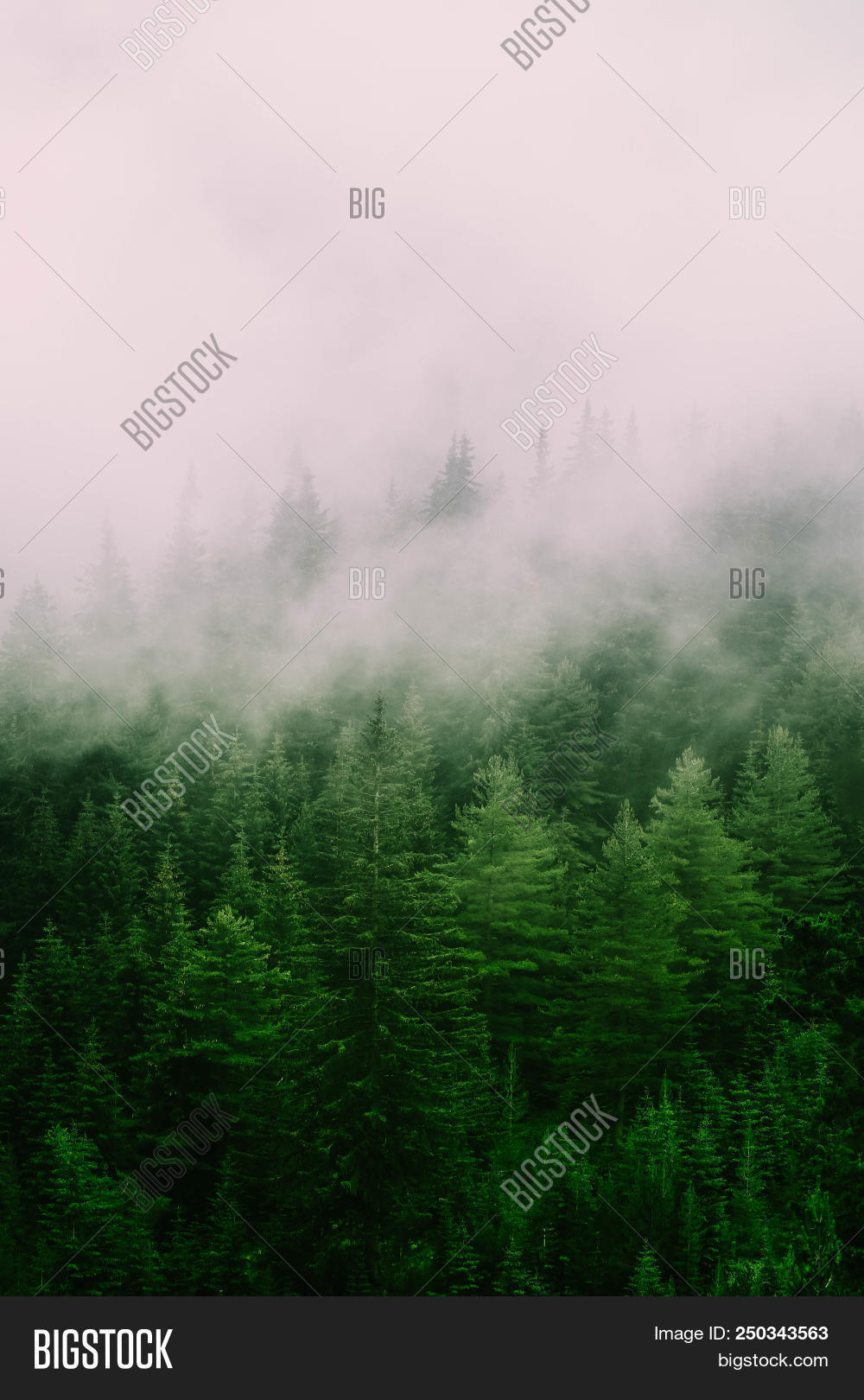 Beautiful Foggy Mystic Image & Photo (Free Trial) | Bigstock