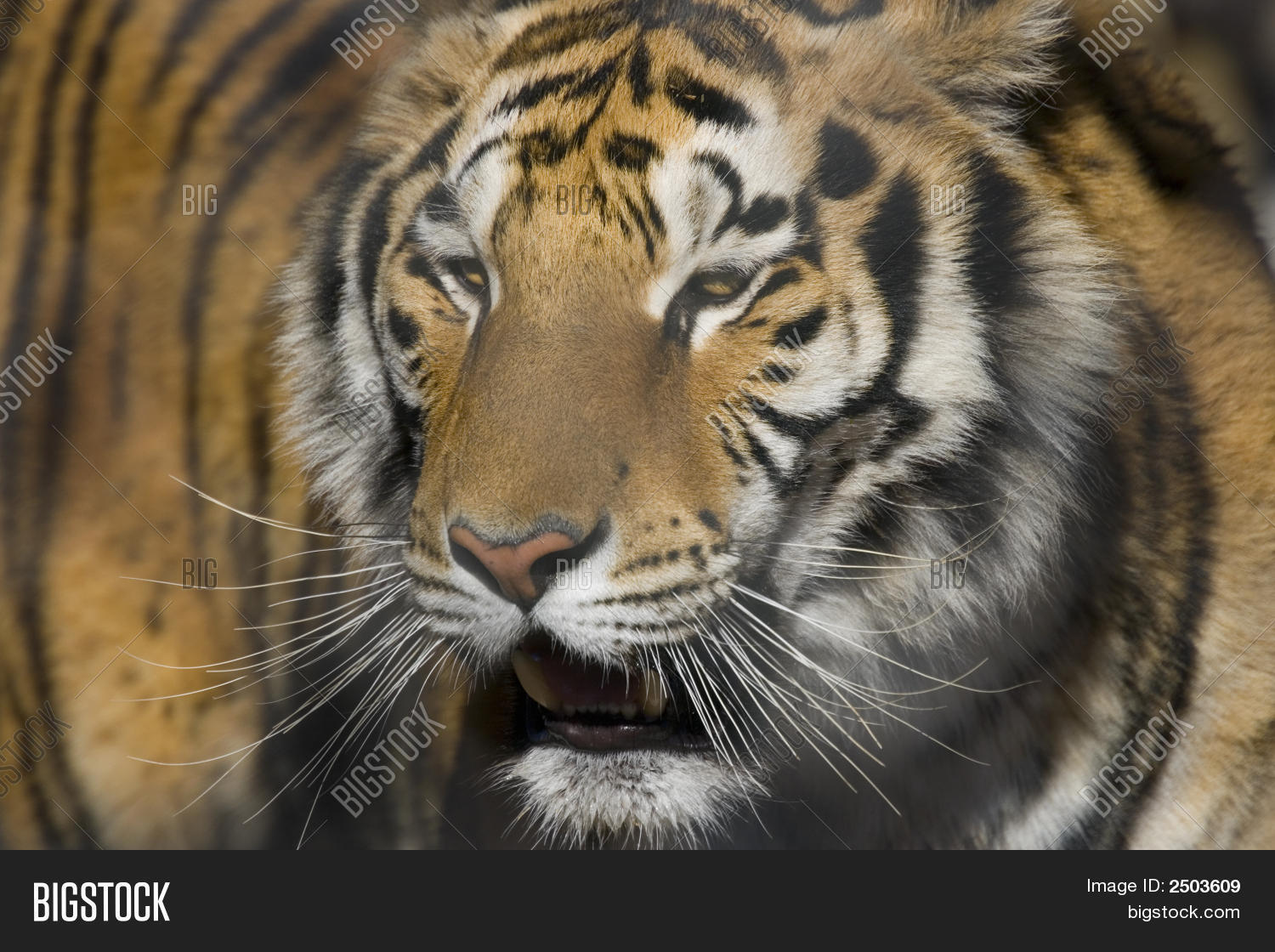 Tiger Head Stripes Image & Photo (Free Trial) | Bigstock
