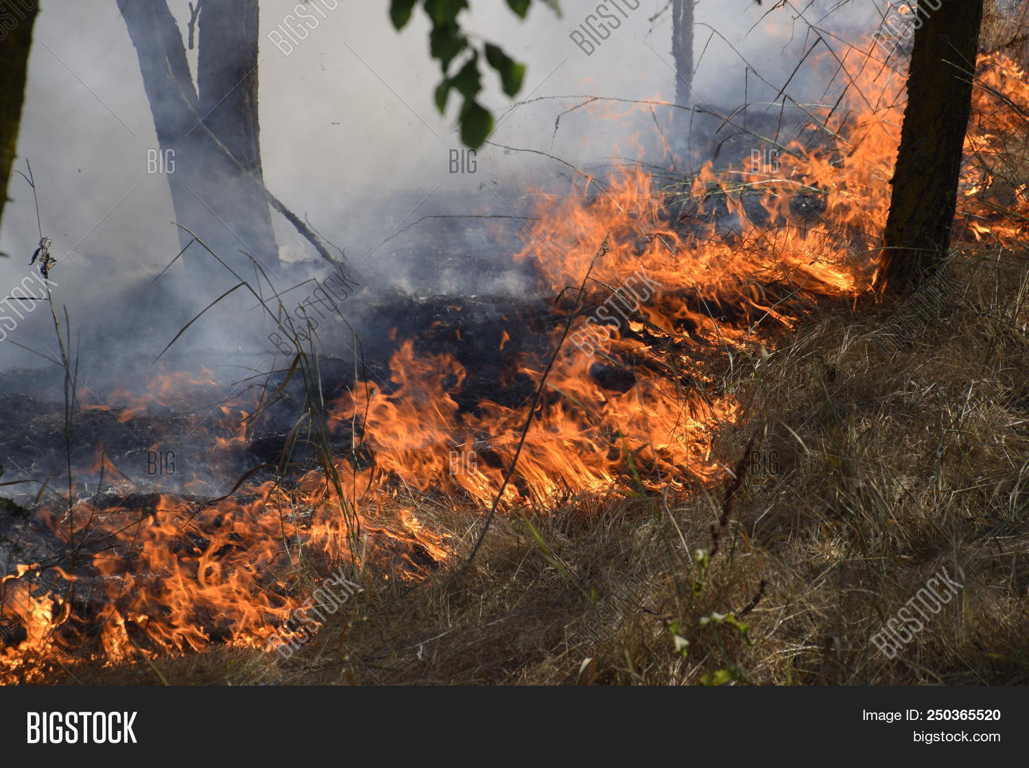Fire Forest. Fire Image & Photo (Free Trial) | Bigstock