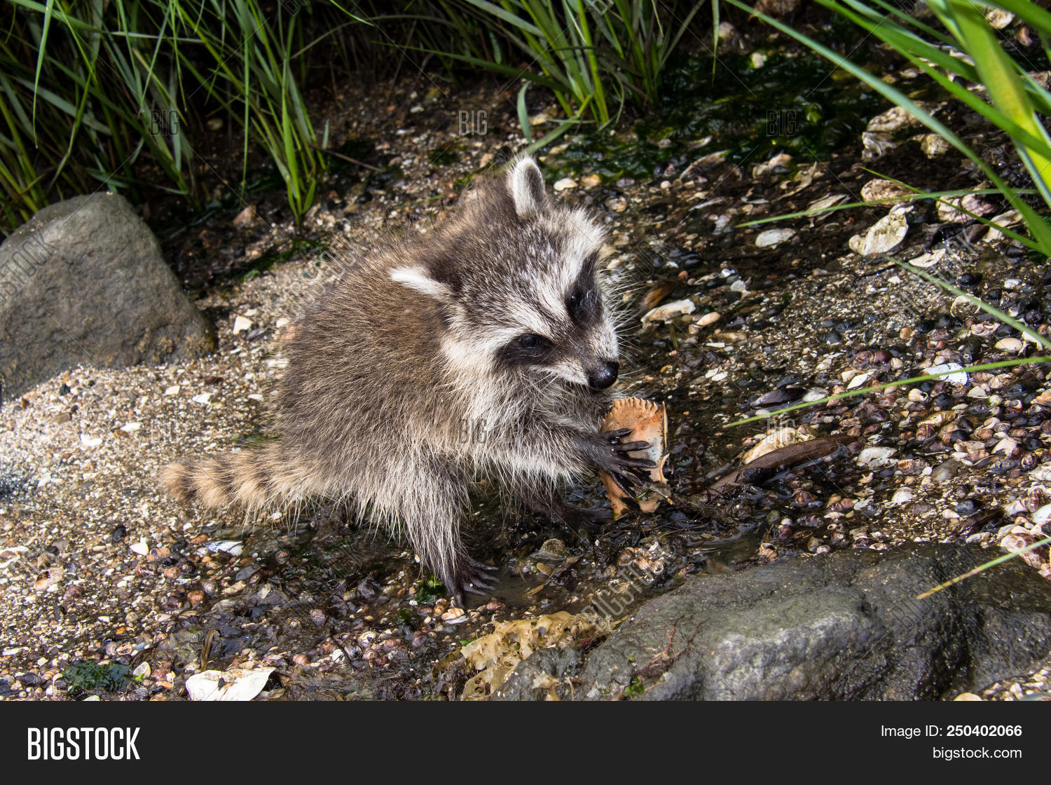 Side View Baby Raccoon Image & Photo (Free Trial) | Bigstock