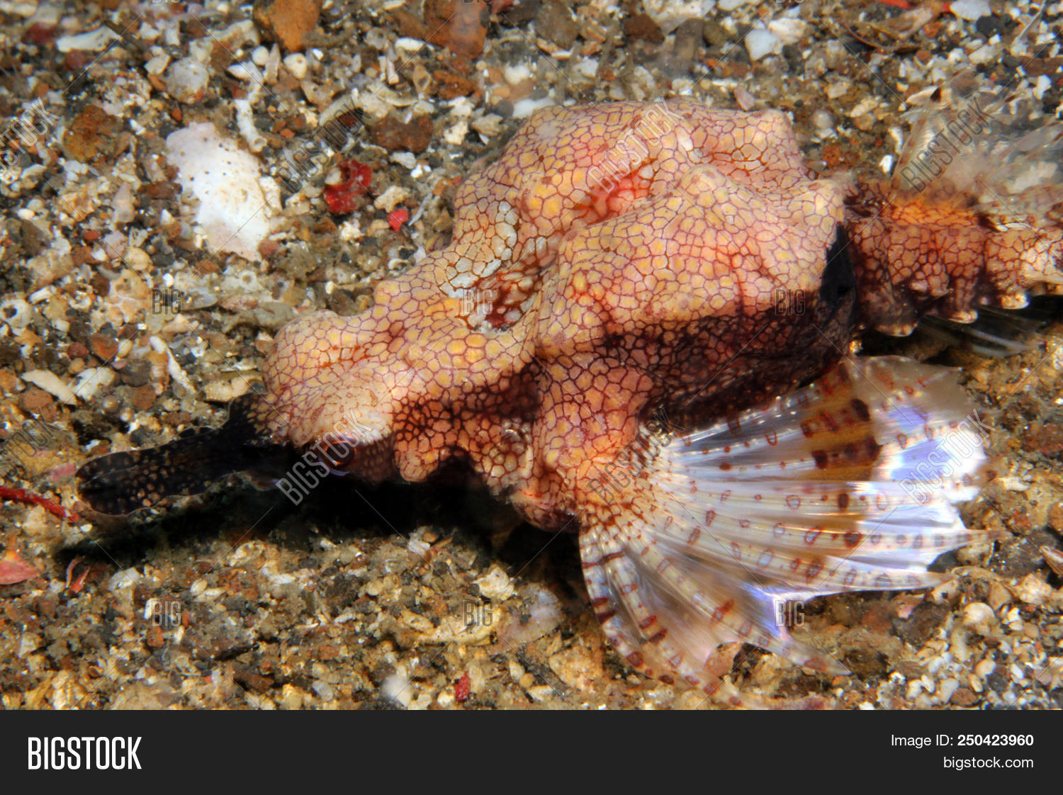 Dragon Sea Moth ( Image & Photo (Free Trial) | Bigstock