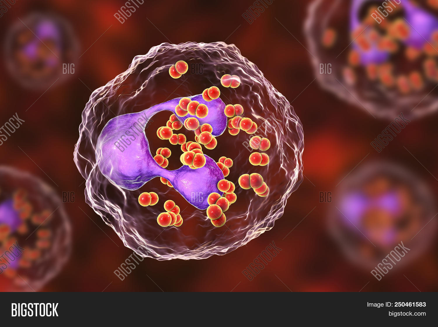 Bacteria Neisseria Image & Photo (Free Trial) | Bigstock