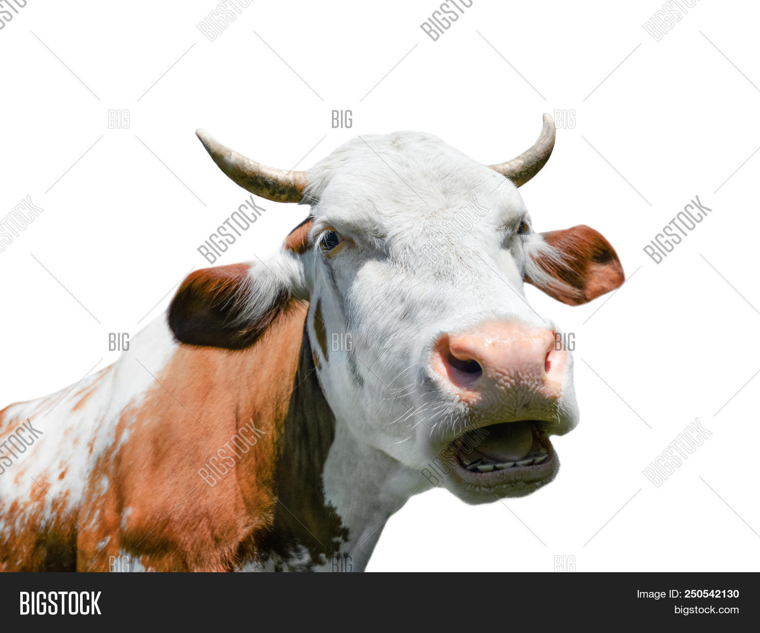Cow Isolated. Red Image & Photo (Free Trial) | Bigstock