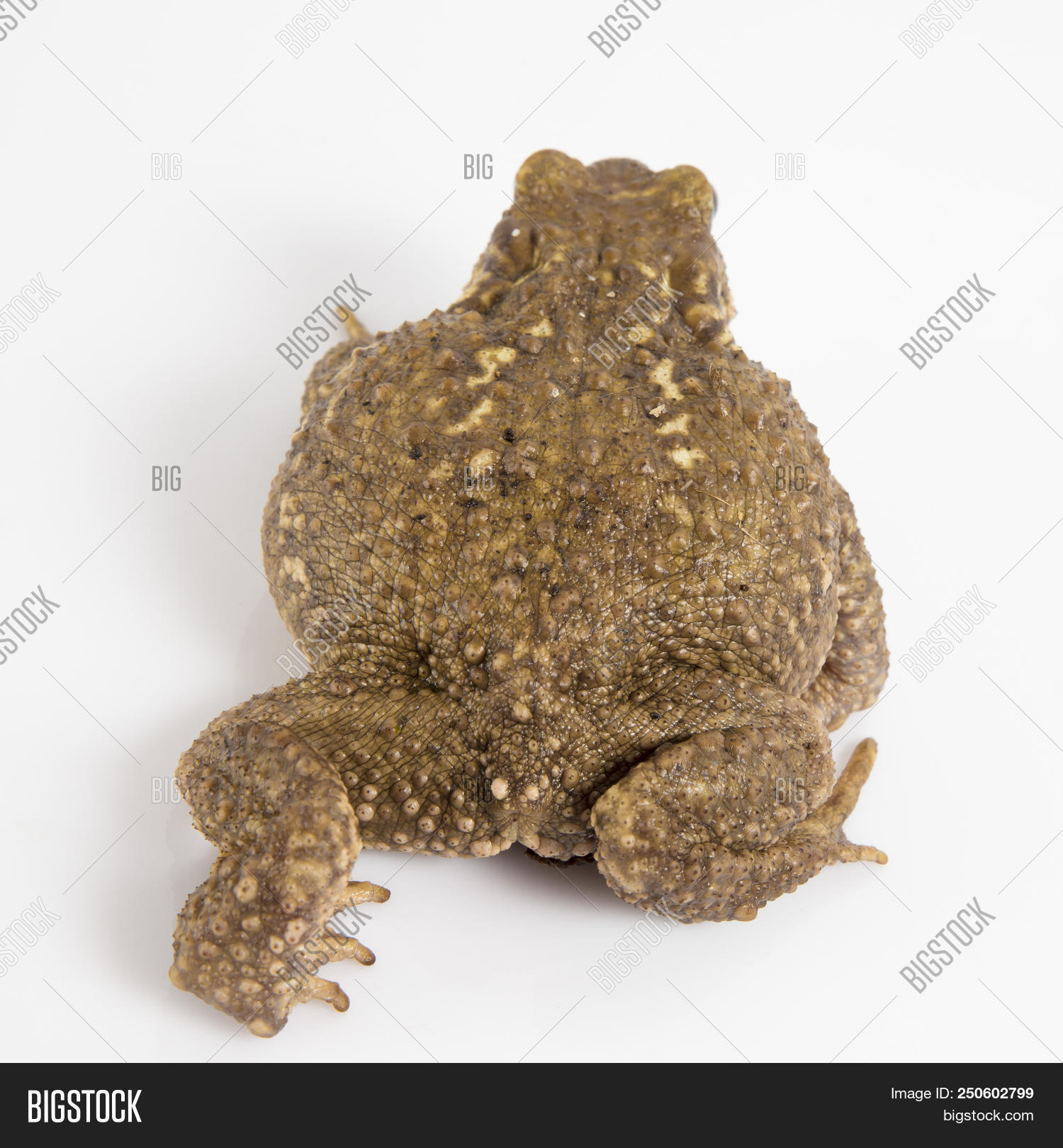 Common Toad European Image & Photo (Free Trial) | Bigstock
