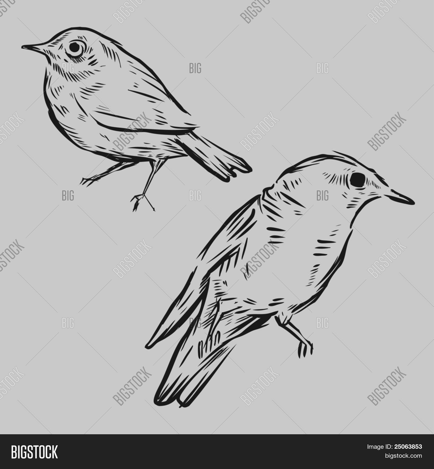 Hand Drawn Birds. Vector & Photo (Free Trial) | Bigstock