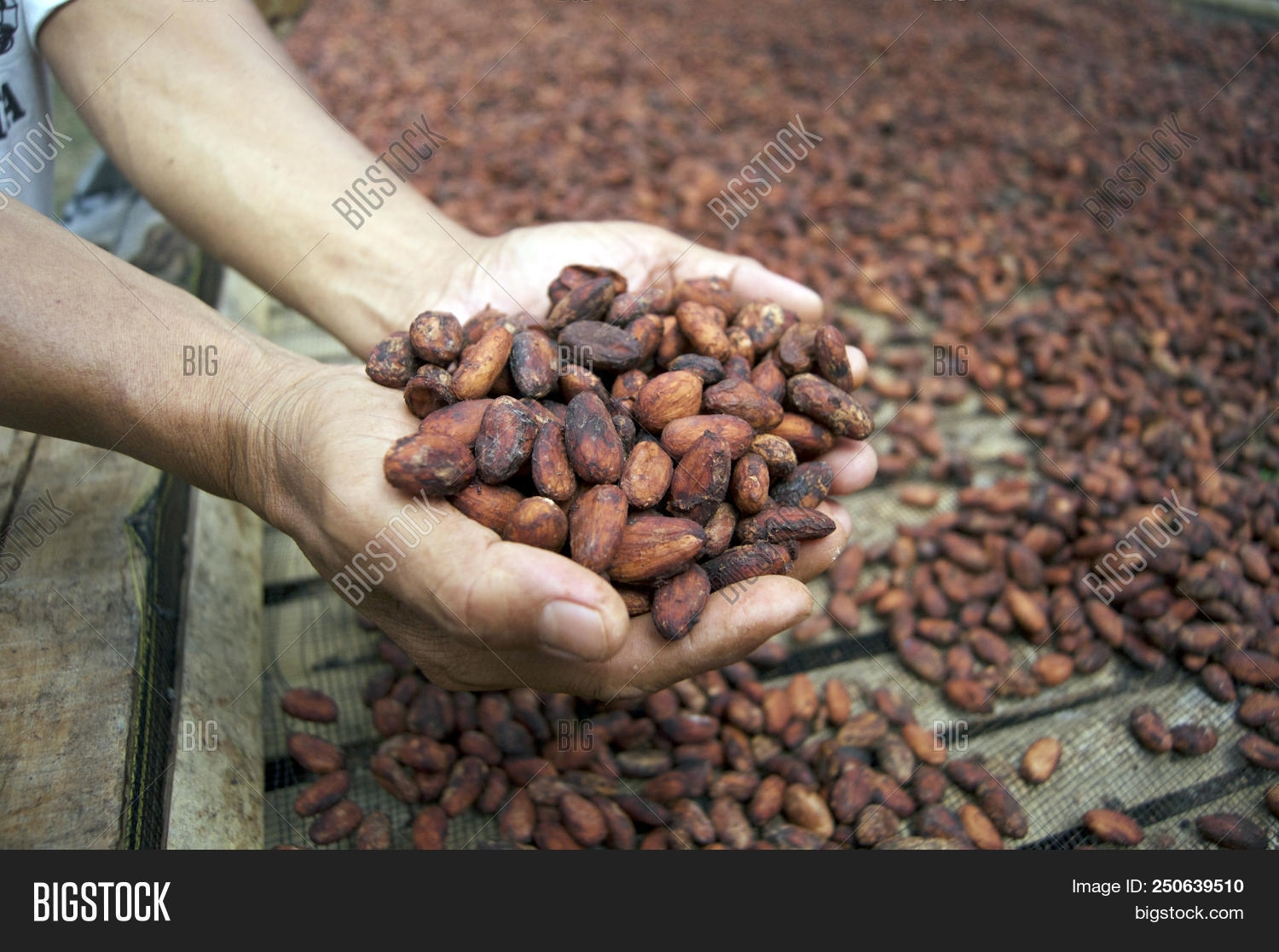 Drying Fermented Cocoa Image & Photo (Free Trial) | Bigstock