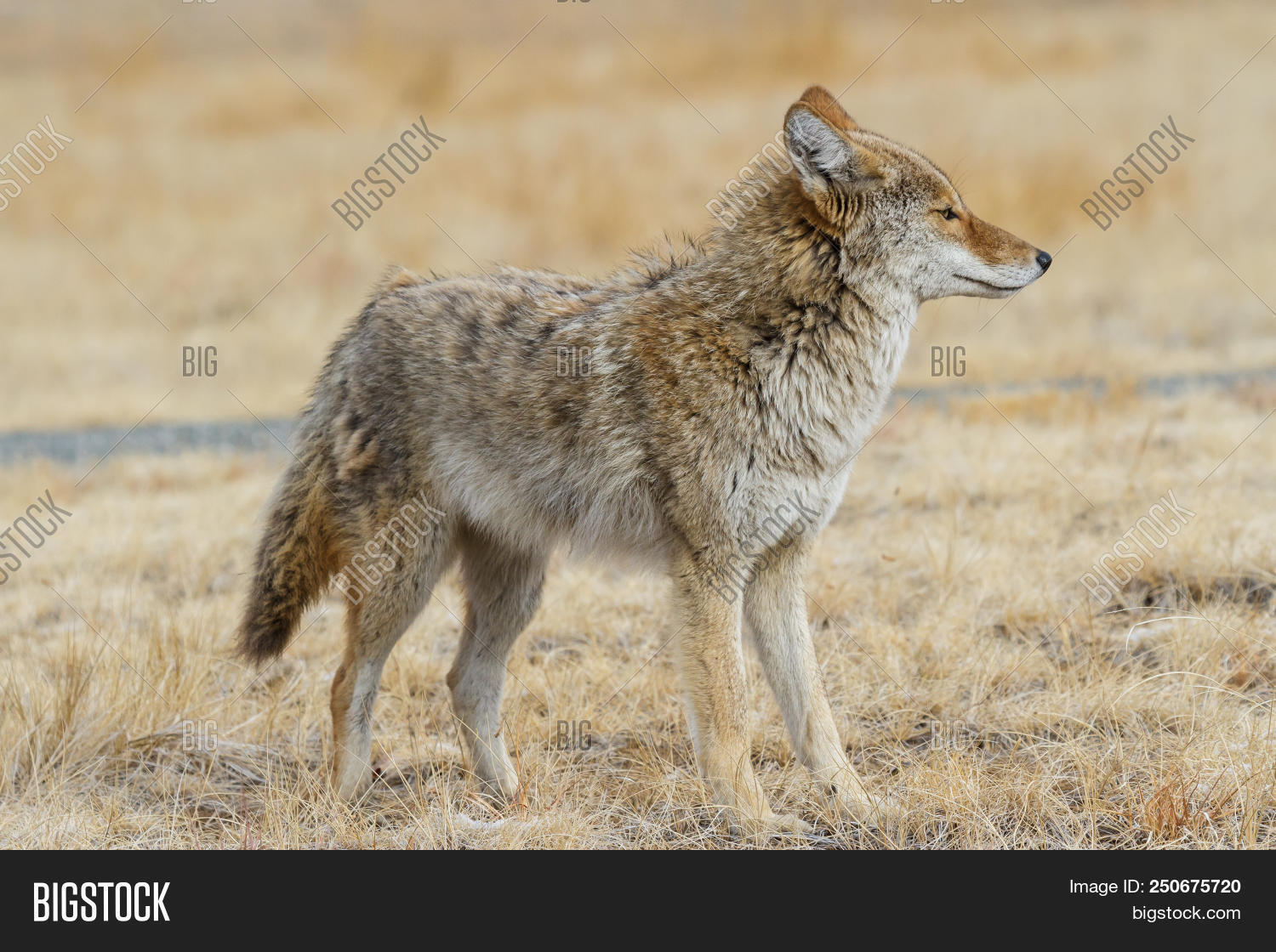 Wild Coyote Rocky Image & Photo (Free Trial) | Bigstock
