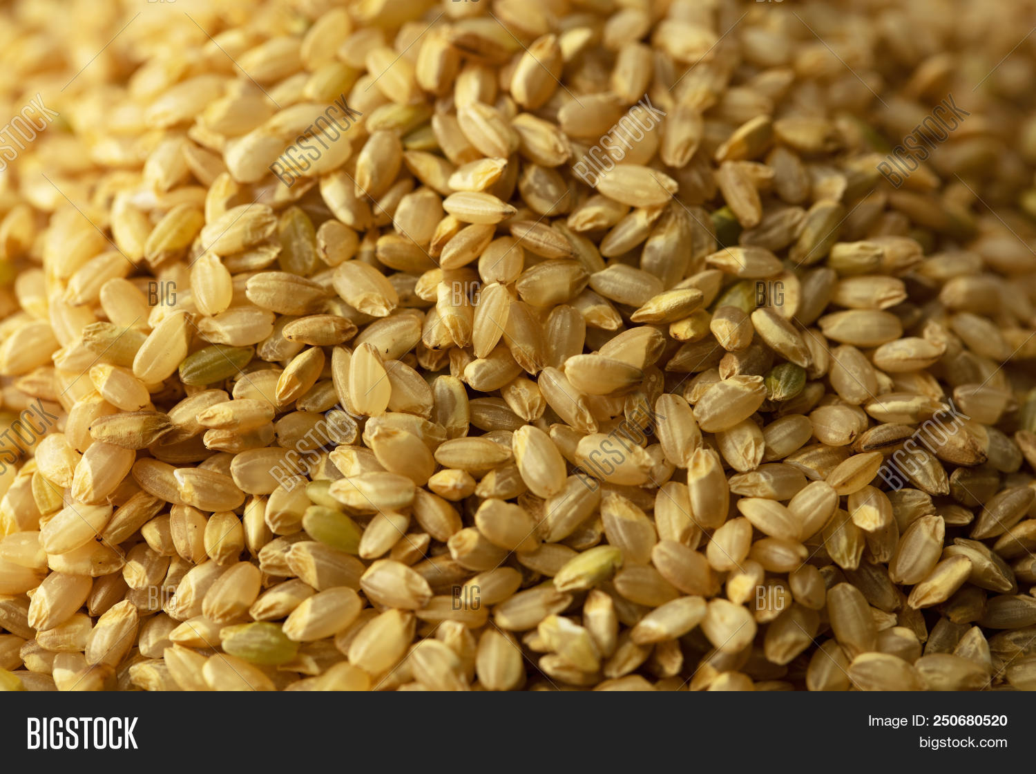 Genmai, Brown Rice. Image & Photo (Free Trial) | Bigstock
