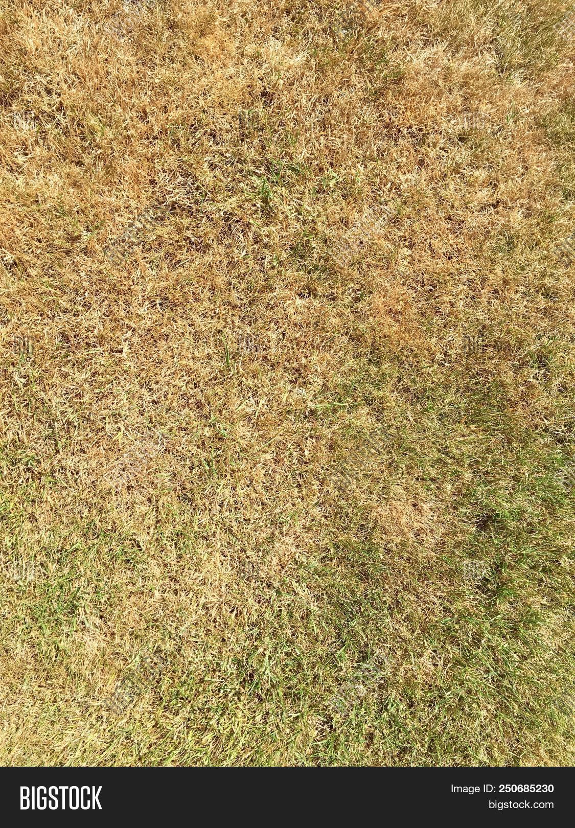 Faded Grass On Golf Image & Photo (Free Trial) | Bigstock