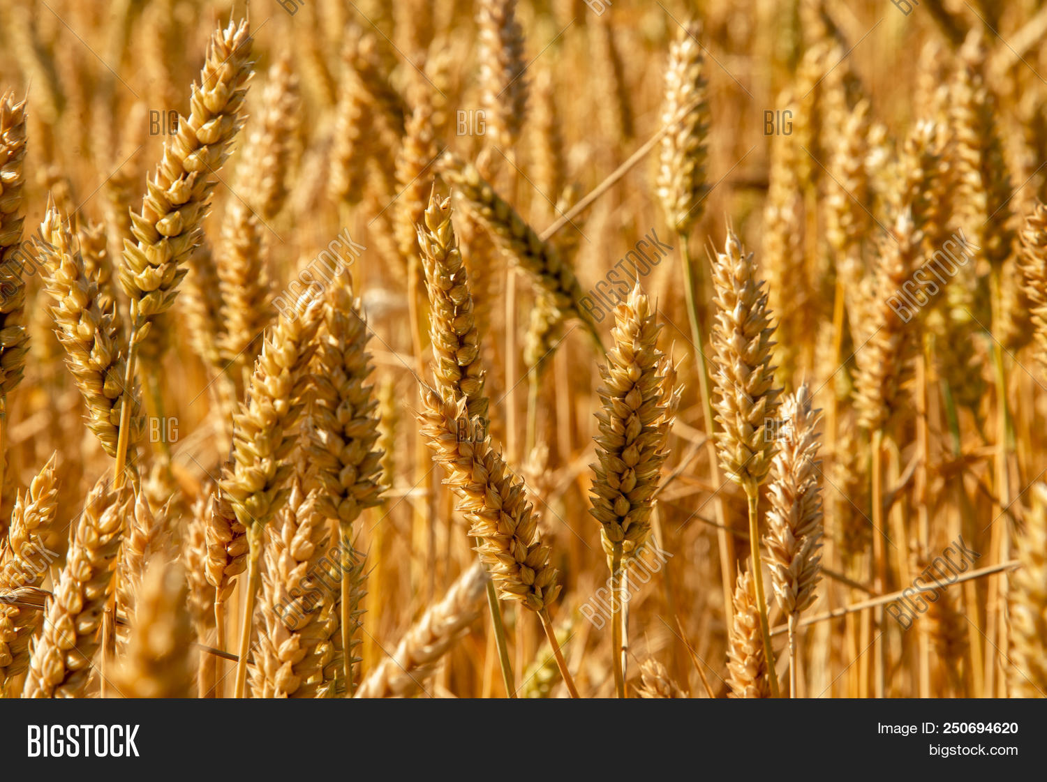 Spikes Golden Wheat. Image & Photo (Free Trial) | Bigstock