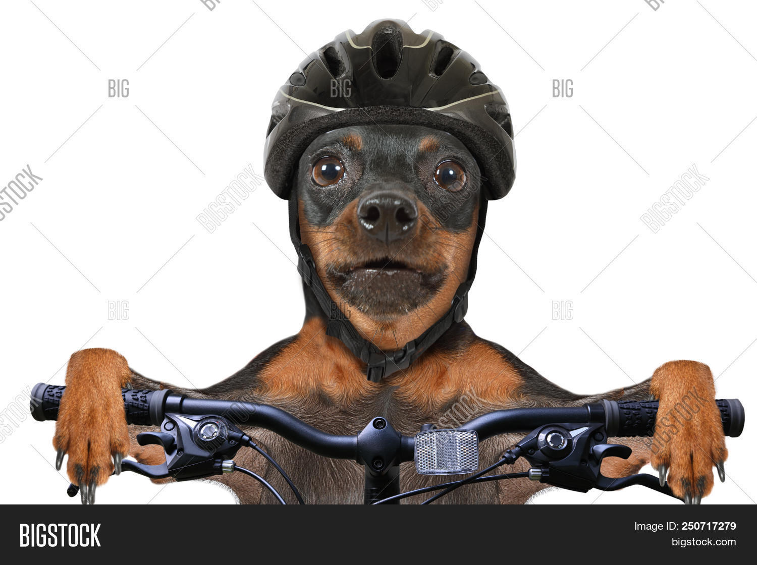 Funny Miniature Image & Photo (Free Trial) | Bigstock