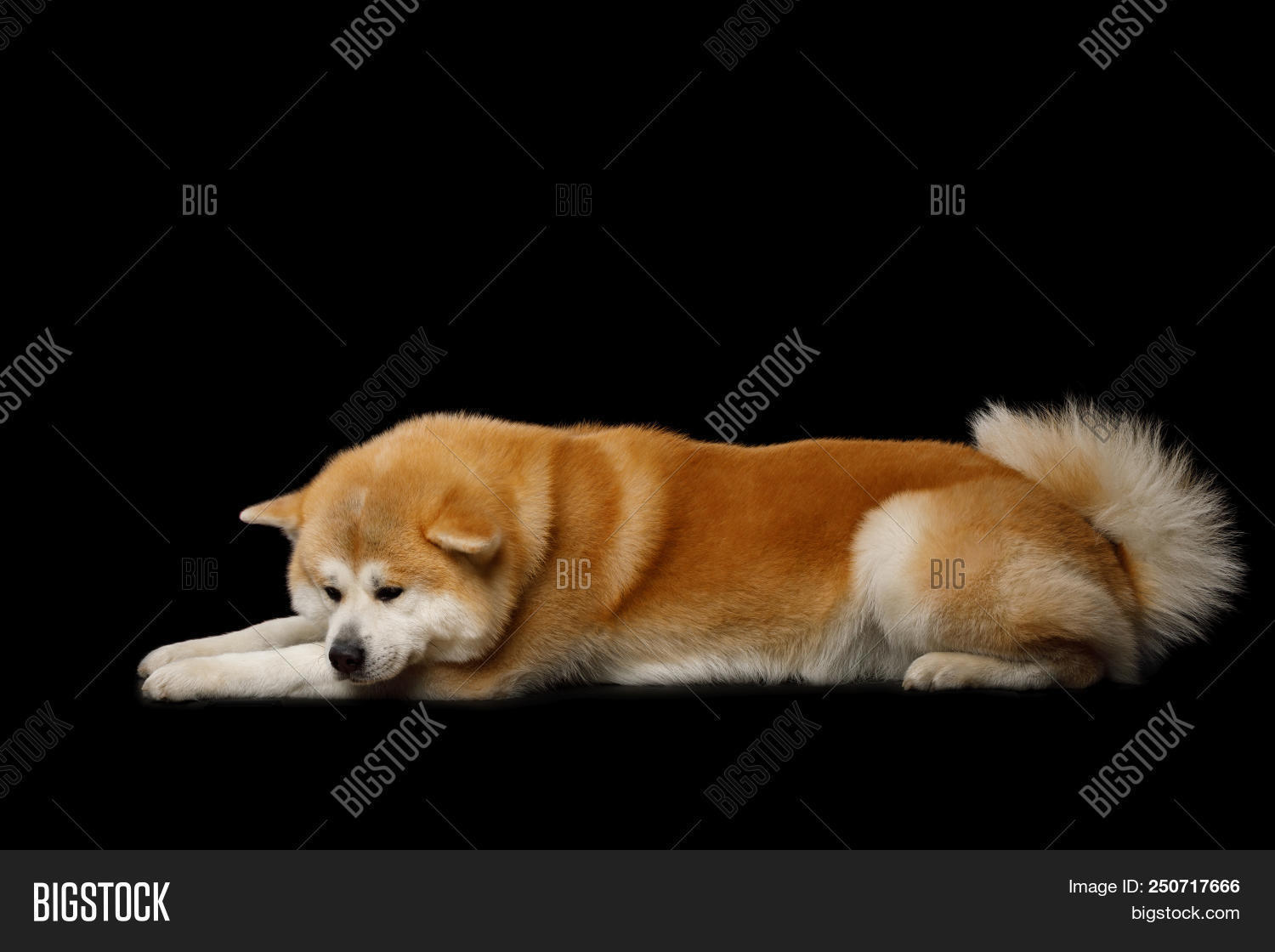 Dog Lying Down Side View