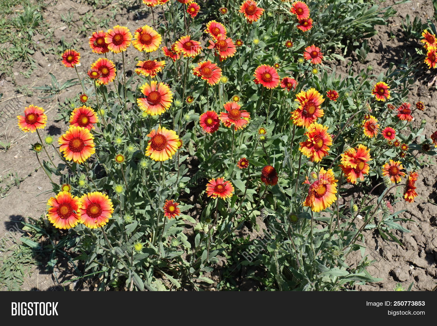 Lots Red Yellow Flower Image & Photo (Free Trial) | Bigstock