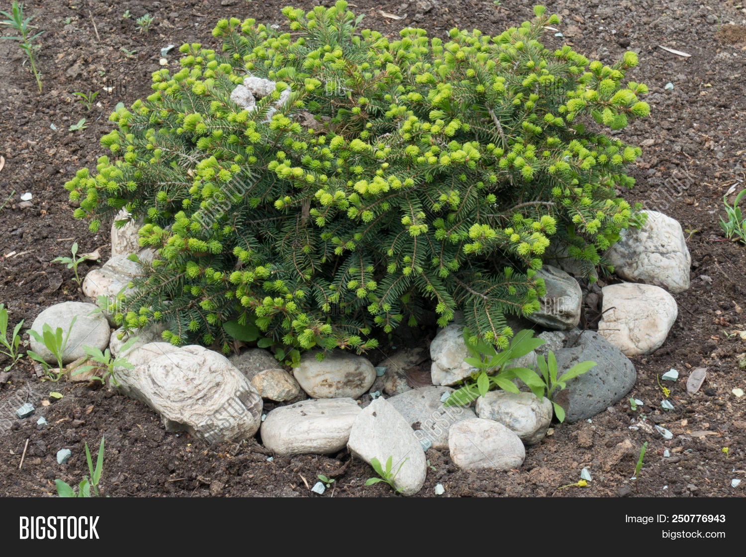 Cultivar Dwarf Spruce Image & Photo (Free Trial) | Bigstock