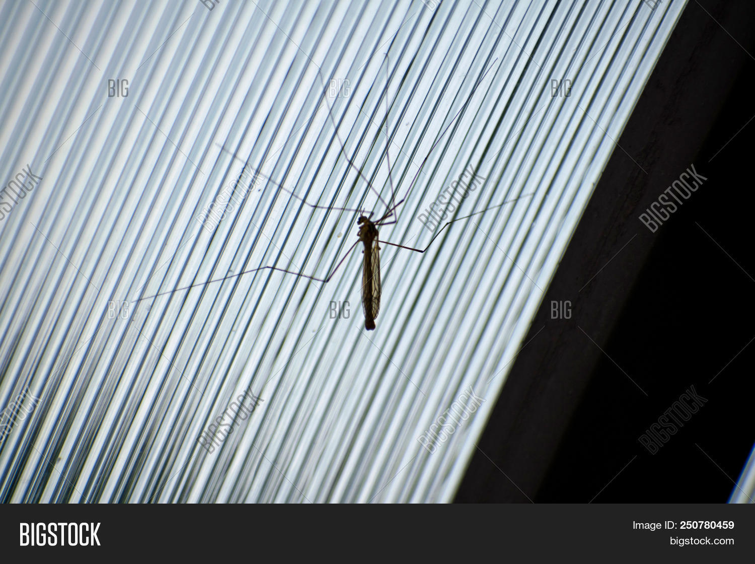 Mosquitoes Long-legged Image & Photo (Free Trial) | Bigstock