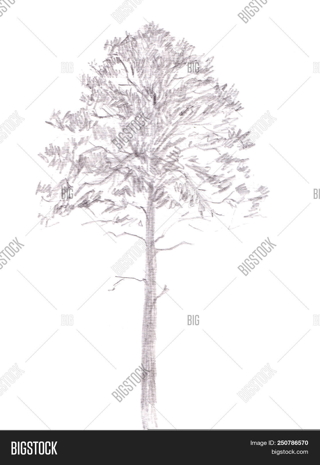 Pine Tree. Graphite Image & Photo (Free Trial) | Bigstock