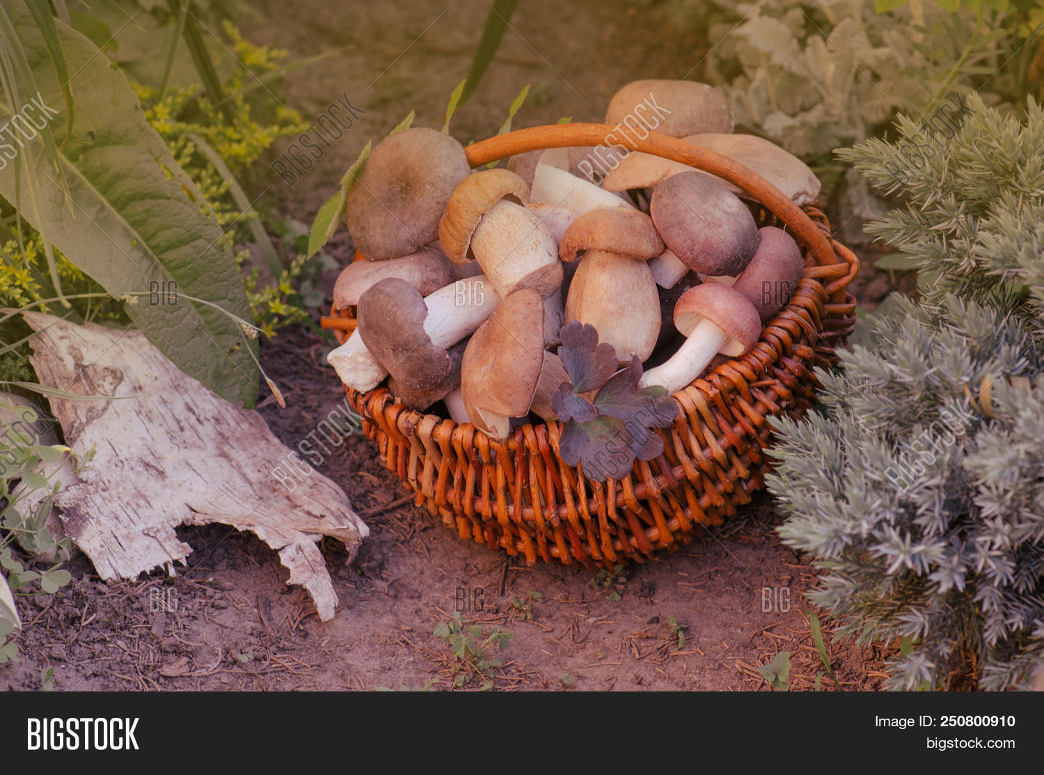 Basket Mushrooms. Image & Photo (Free Trial) | Bigstock