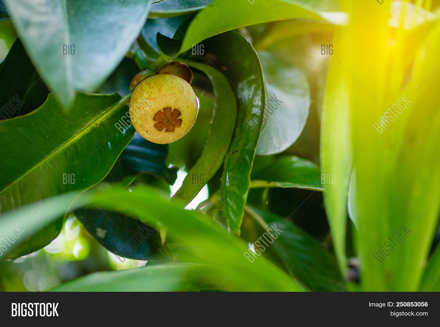 Mangosteen Has Image & Photo (Free Trial) | Bigstock