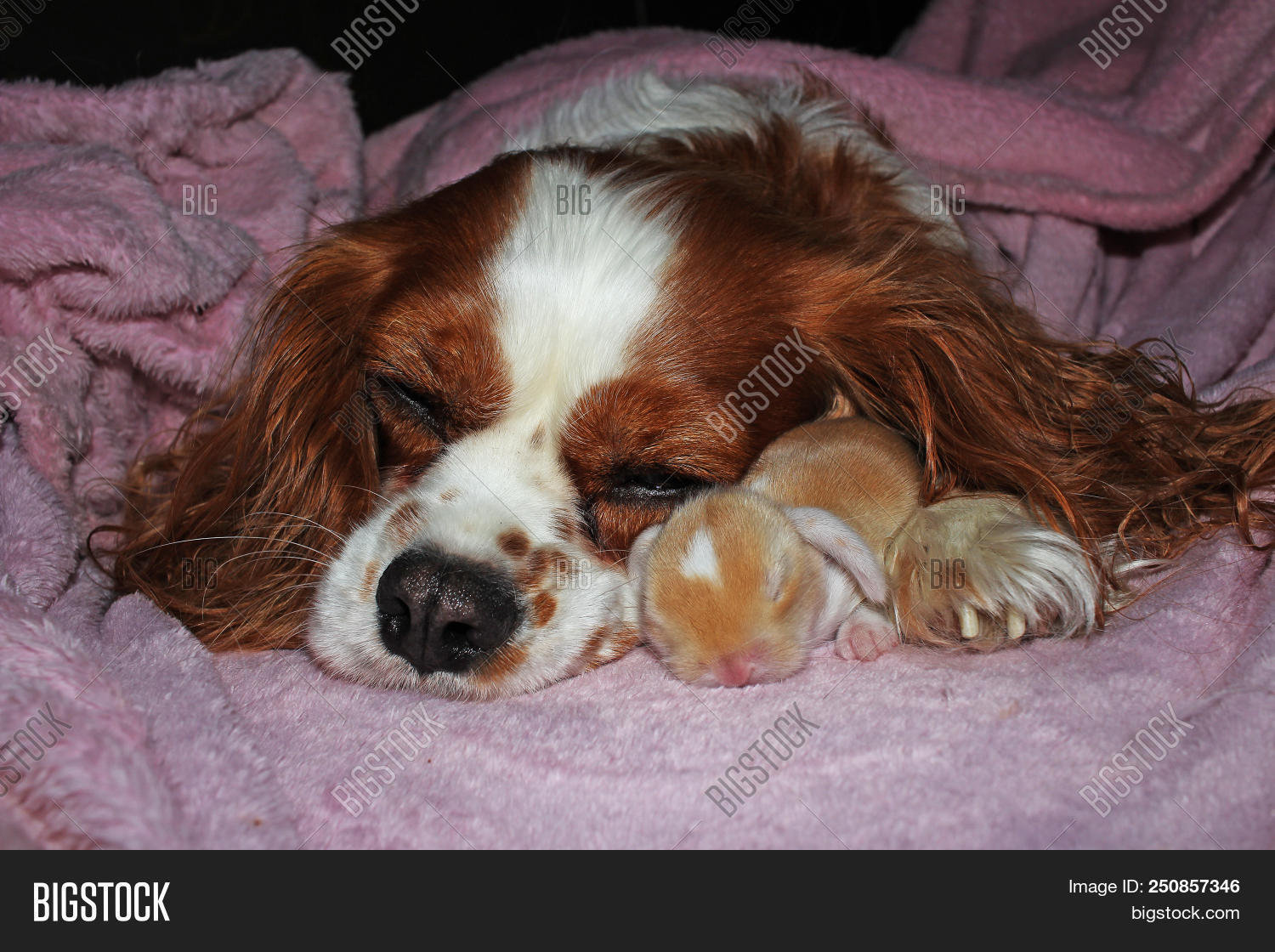 Newborn Cavalier King Charles Spaniel