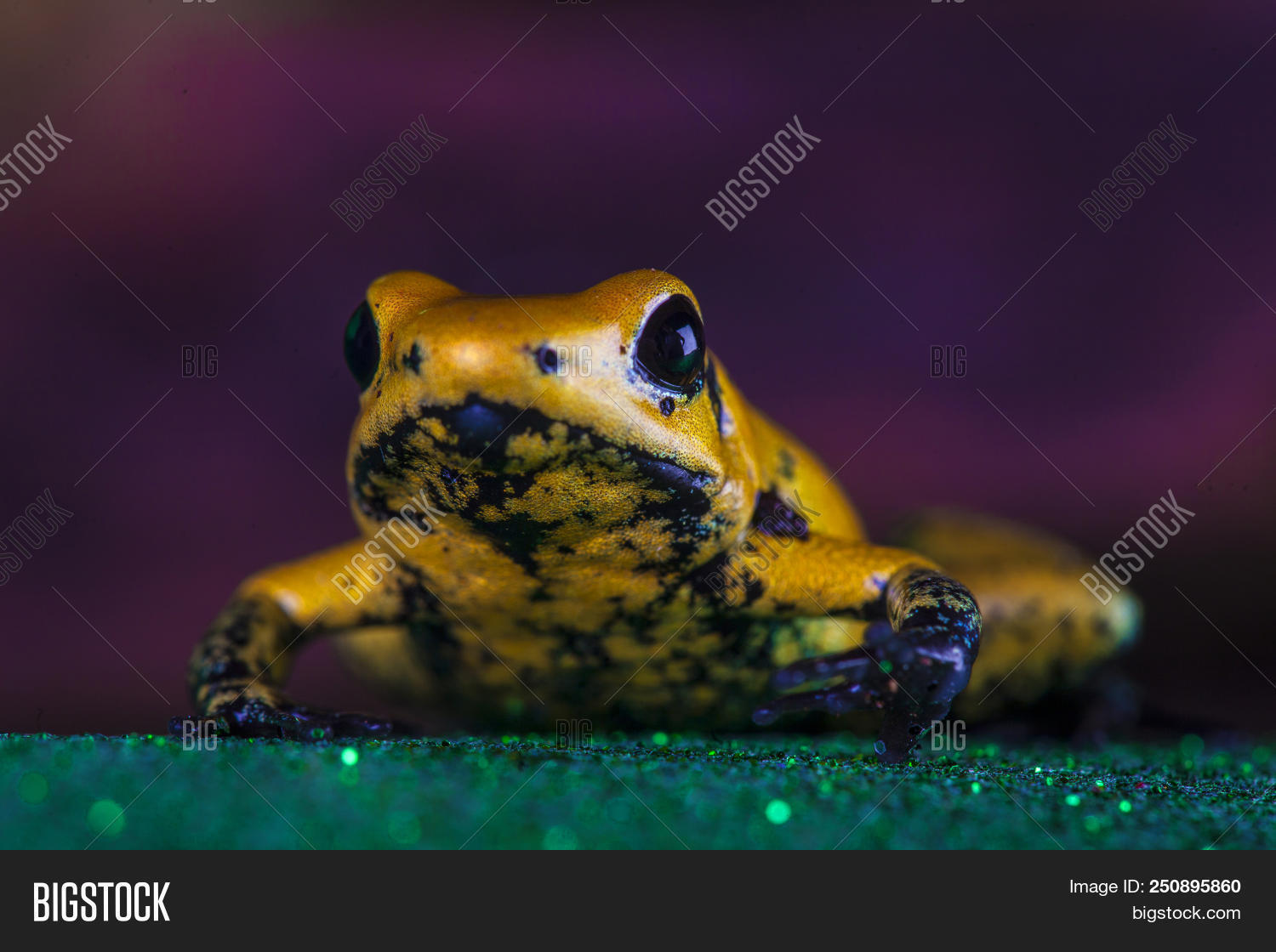 Yellow Golden Drag Image & Photo (Free Trial) | Bigstock