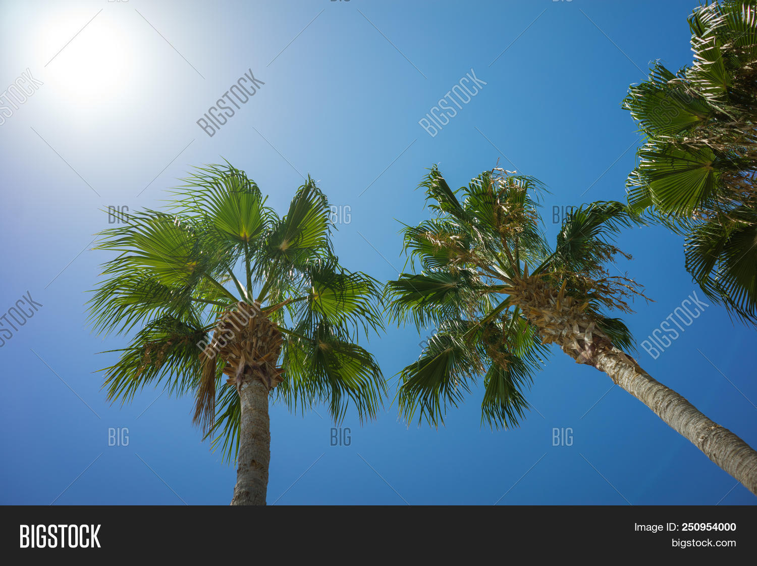 Green Tropical Coconut Image & Photo (Free Trial) | Bigstock