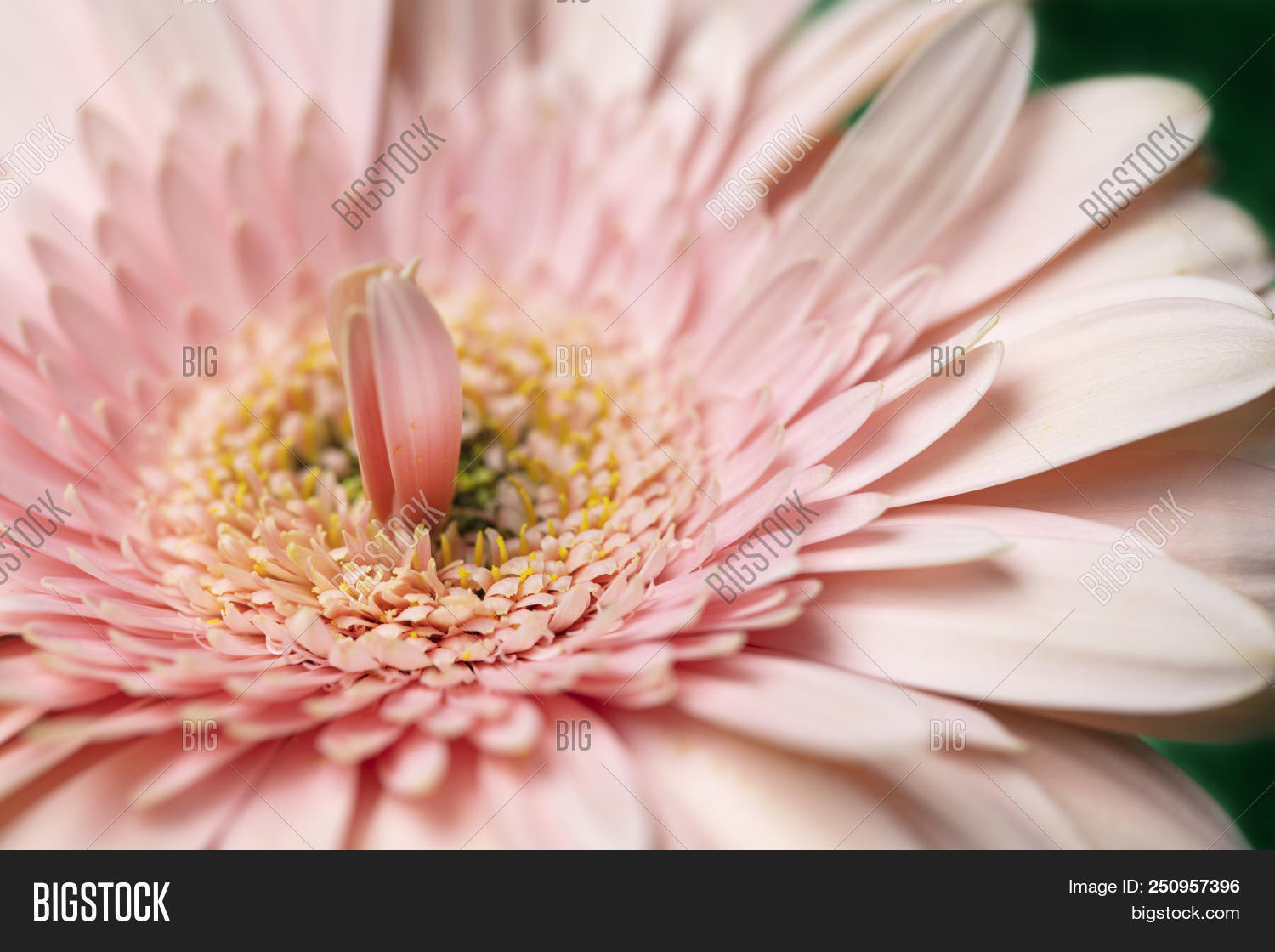 Light Pink Gerbera Image & Photo (Free Trial) | Bigstock