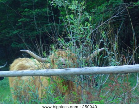 Long Hair Cow Image & Photo (Free Trial) | Bigstock