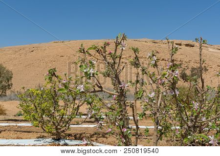 Beautiful Pink Apple Image & Photo (Free Trial) | Bigstock