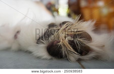 Dog Foot Back Side ,on Image & Photo (Free Trial) | Bigstock