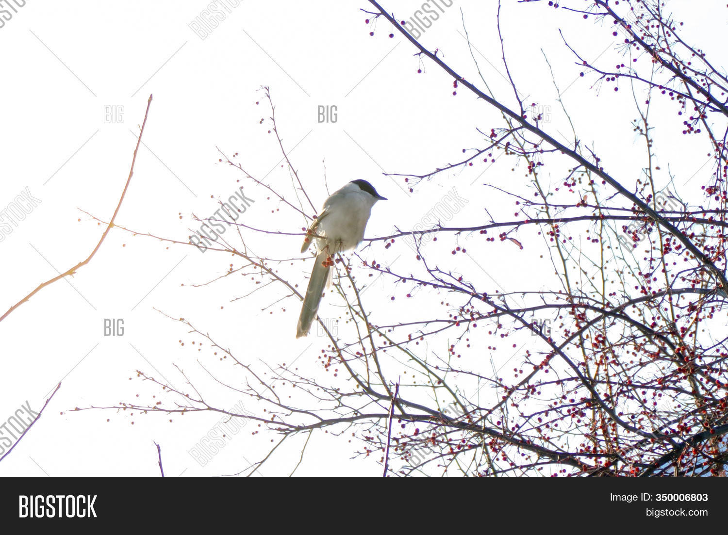 Bird Sitting On Tree Image & Photo (Free Trial) | Bigstock