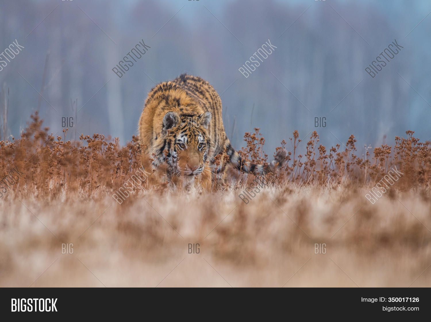 Siberian Tiger Running Image & Photo (Free Trial) | Bigstock