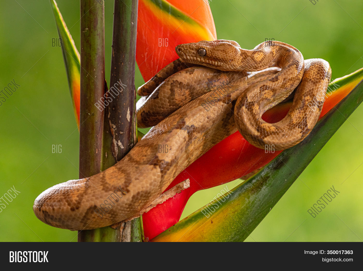 Boa (corallus Image & Photo (Free Trial) | Bigstock