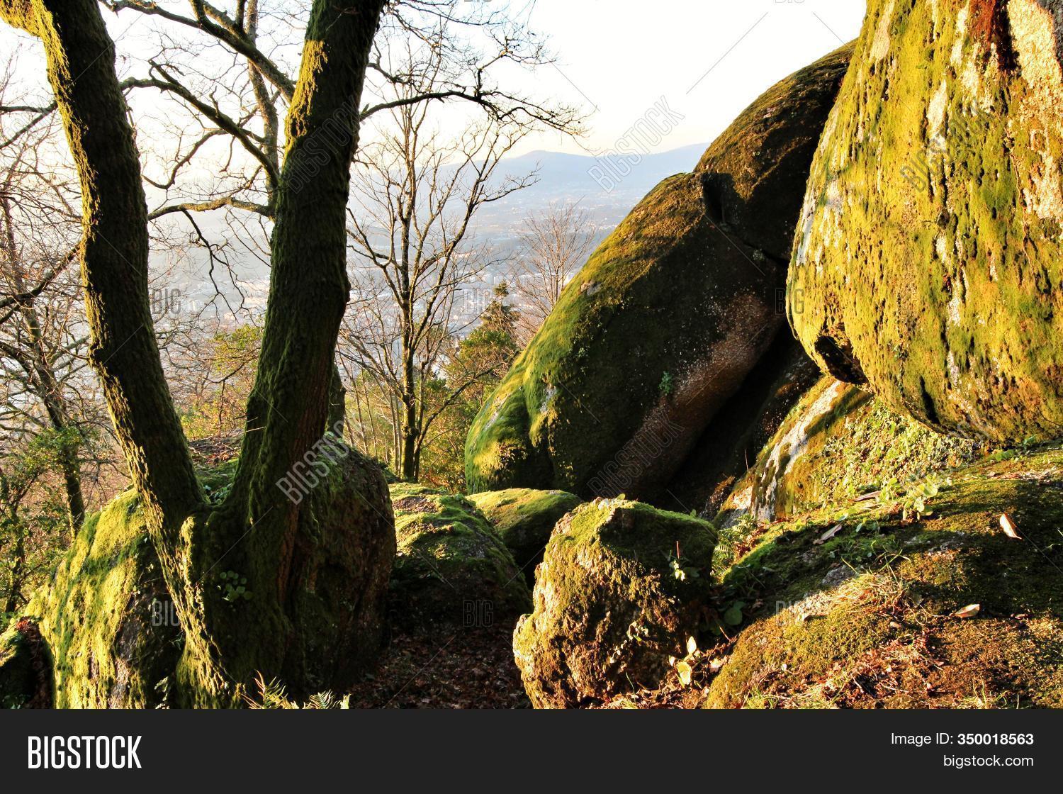 Beautiful Leafy Forest Image & Photo (Free Trial) | Bigstock