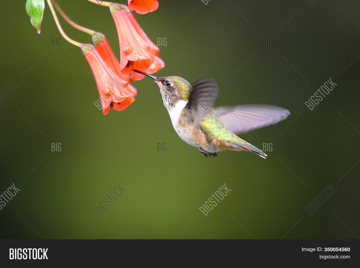 Blue Hummingbird Image & Photo (Free Trial) | Bigstock