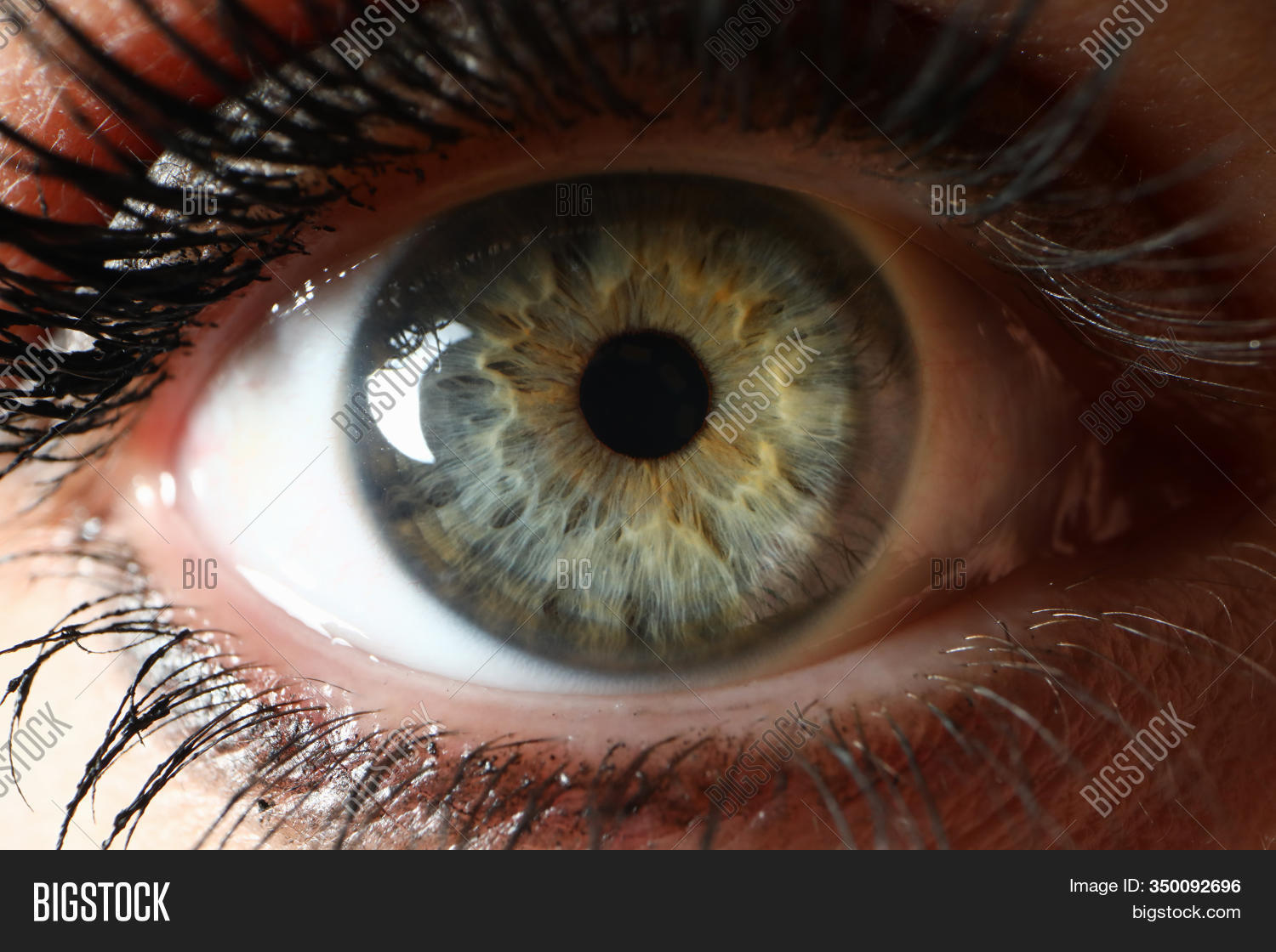 Beaty Woman Clor Eye Image & Photo (Free Trial) | Bigstock