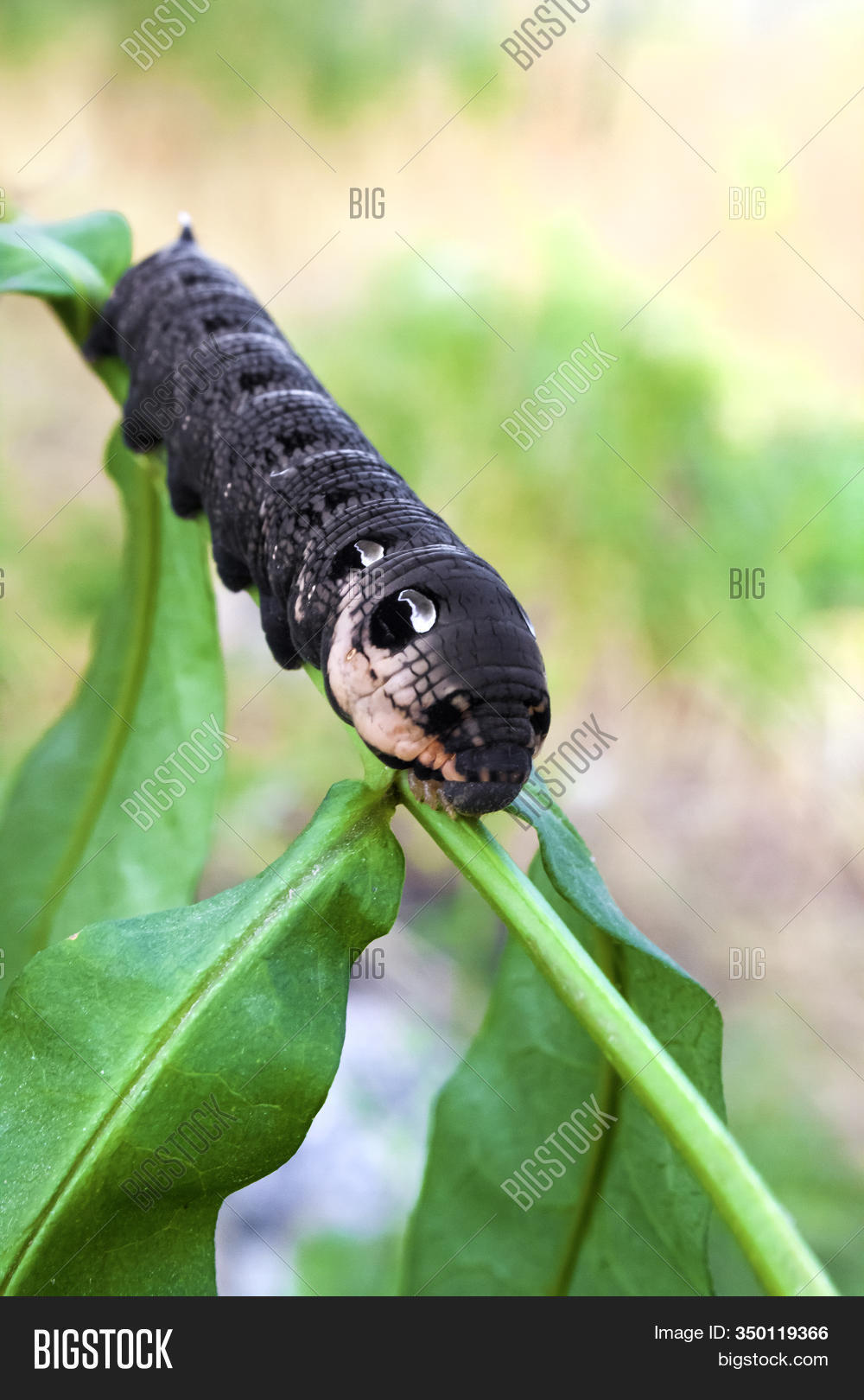 Larva Elephant Hawk Image & Photo (Free Trial) | Bigstock