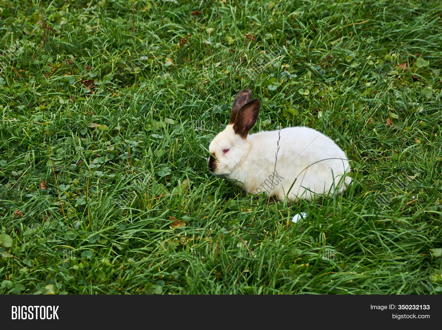 Decorative Breed Image & Photo (Free Trial) | Bigstock