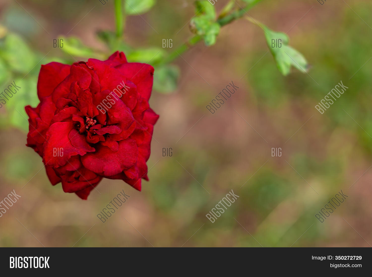Top View Red Rose On Image & Photo (Free Trial) | Bigstock