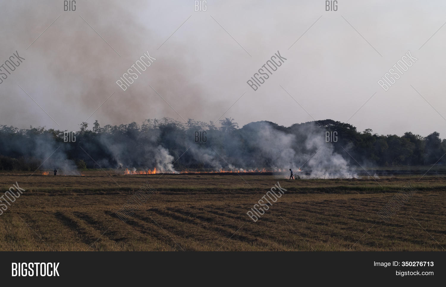 Slash--burn Image & Photo (Free Trial) | Bigstock