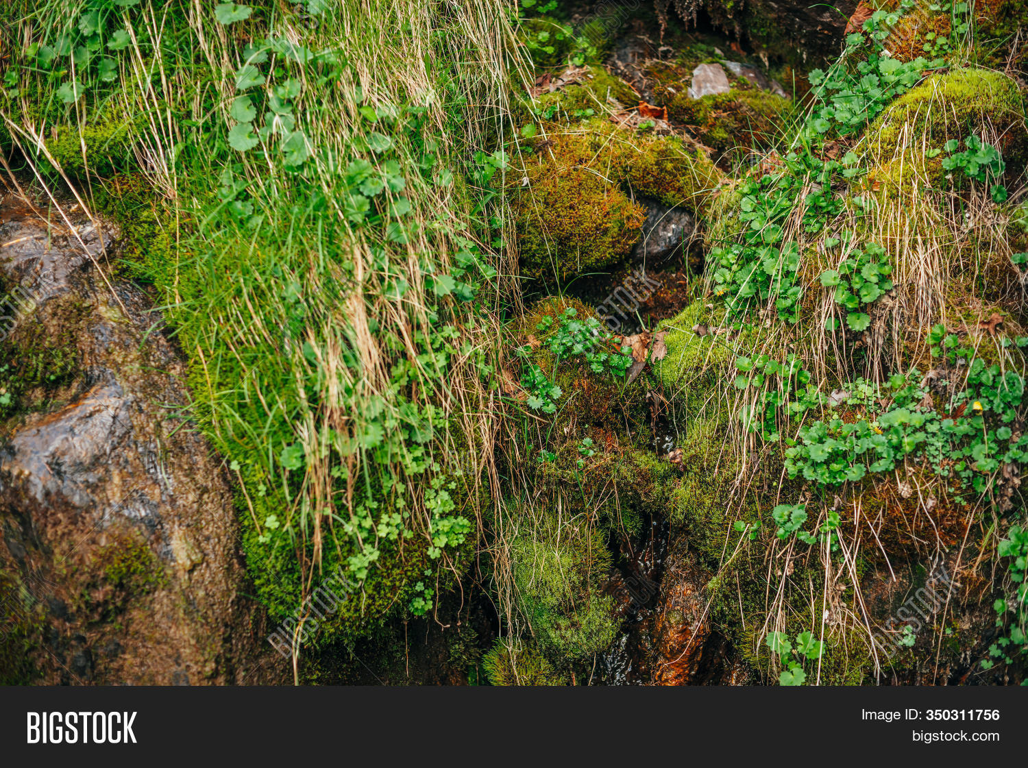 Beautiful Wet Mossy Image & Photo (Free Trial) | Bigstock