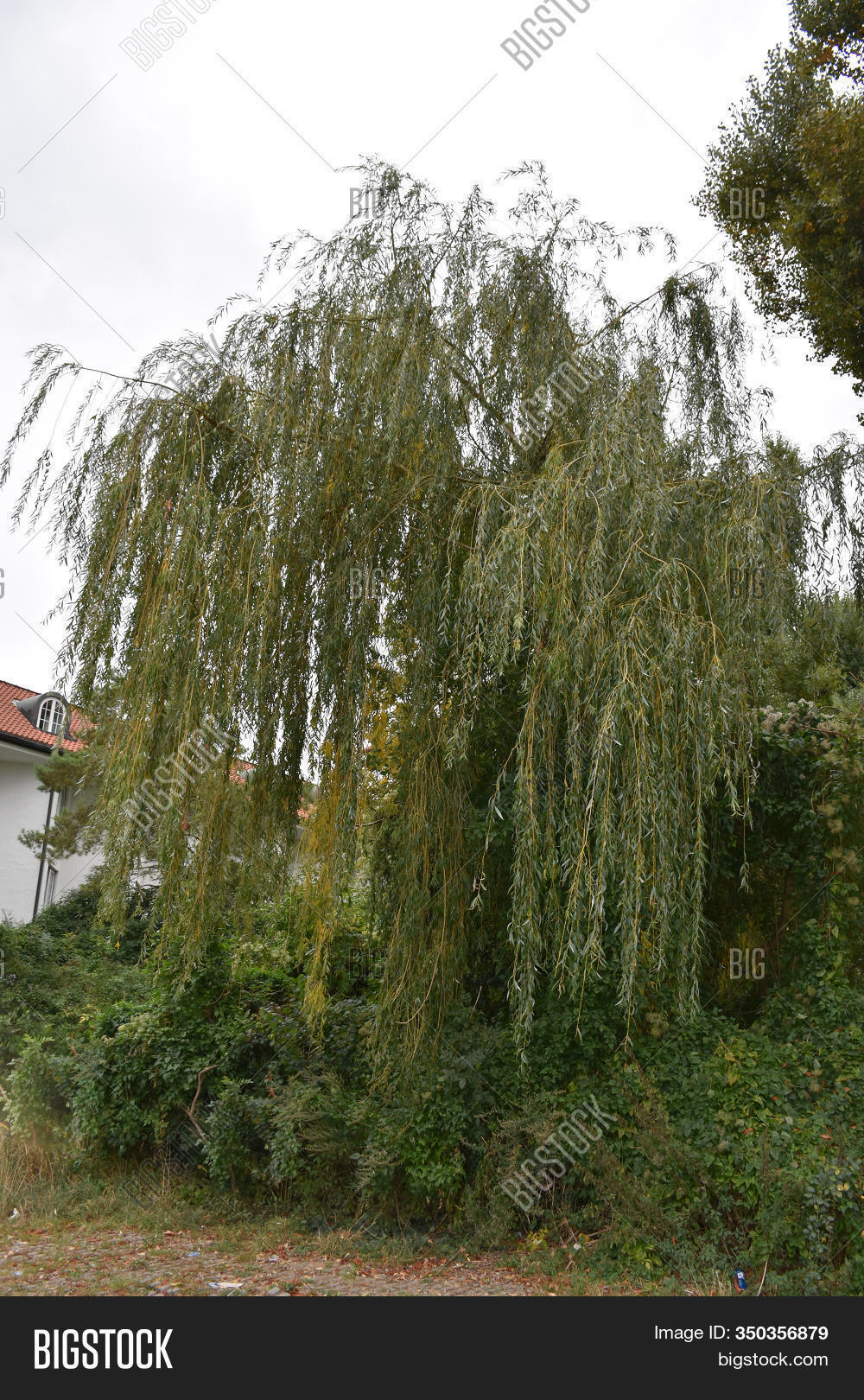 Large Tree Mourning Image & Photo (Free Trial) | Bigstock