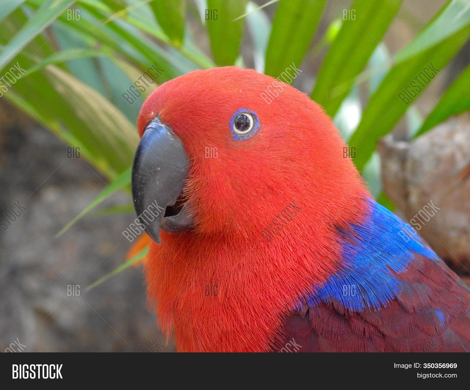 Red Electus Parrot On Image & Photo (Free Trial) | Bigstock